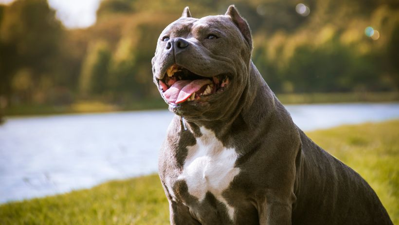 XL Bully Ban: The Impact on Pet Businesses and Owners Explained