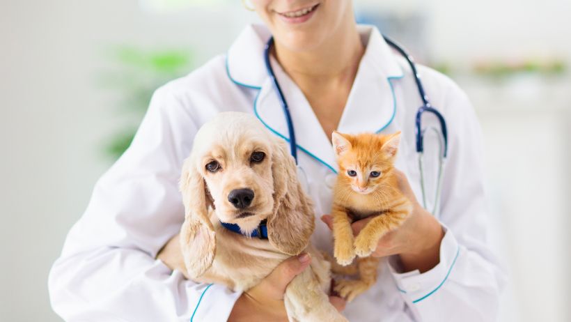 Insider Tips for Choosing the Best Vet for Your Pet's Needs