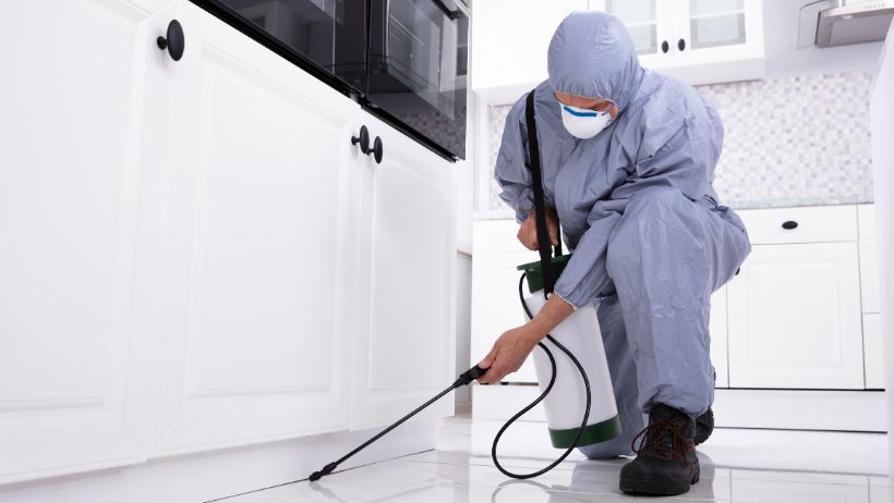 Common Pests in Augusta, GA and How to Eliminate Them