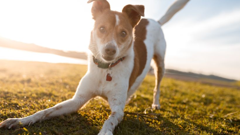 Boosting Your Dog's Defence: The Importance of Immunity Supplements
